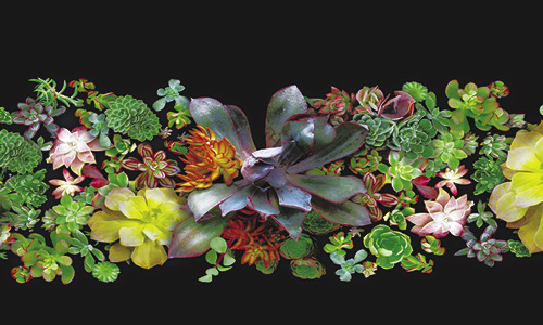 Residential Project 004 - Photographic Mosaic | MyMosaic